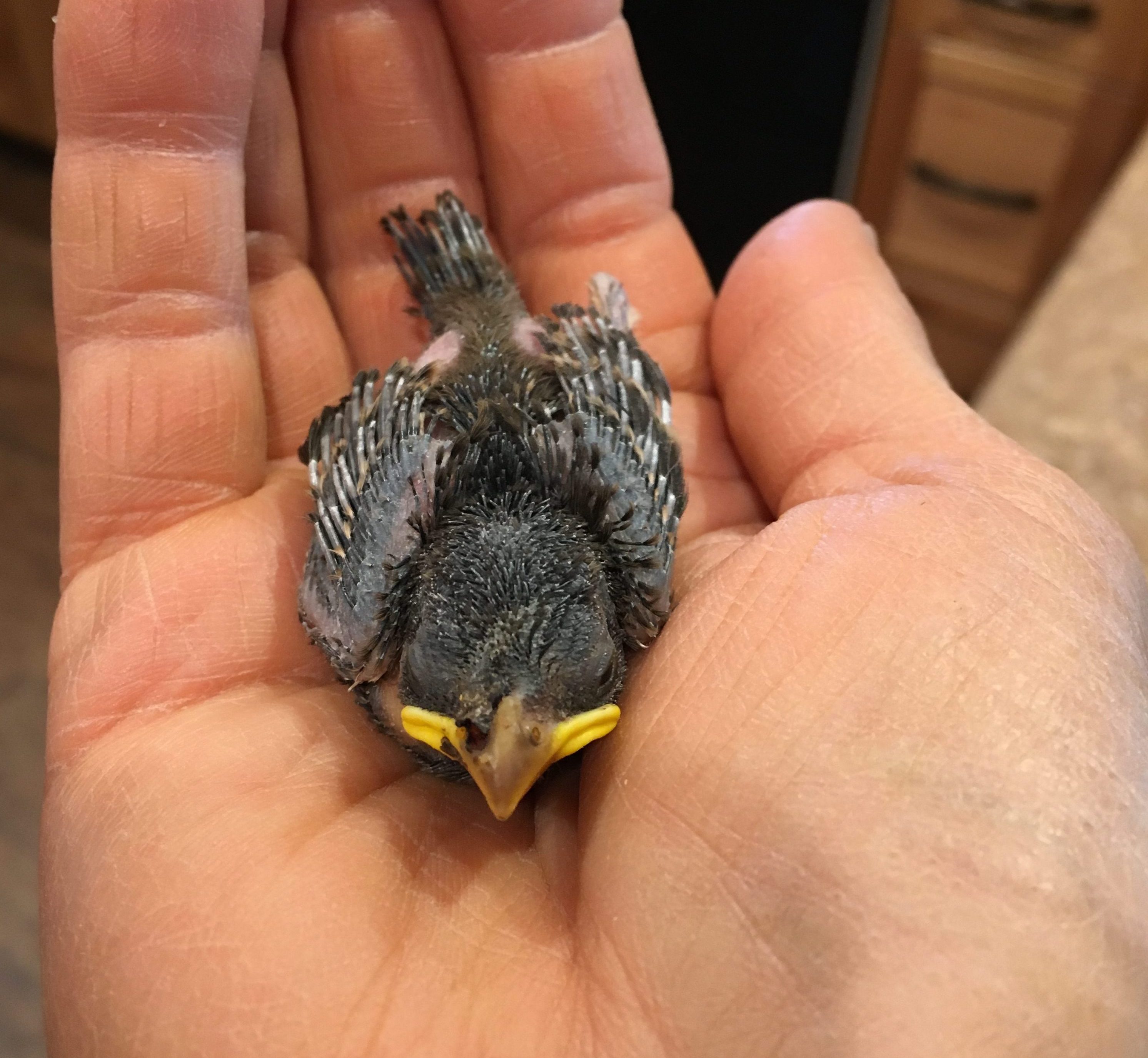 Jack Sparrow - Earthwise and the Alabaster Horse