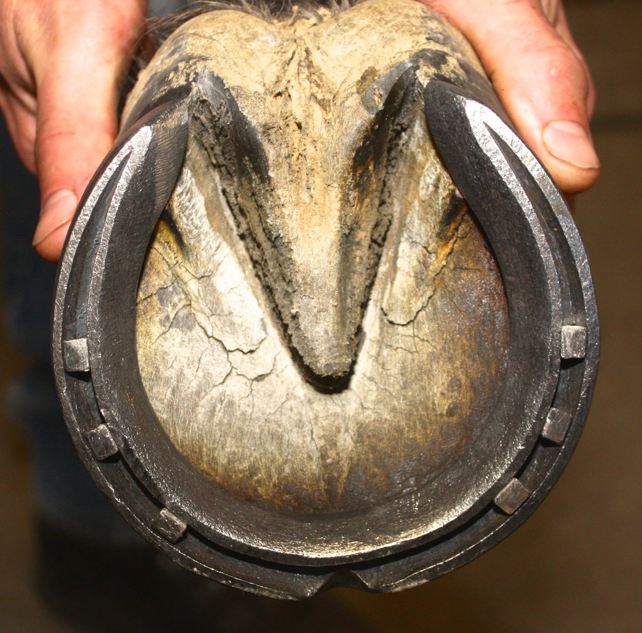 The Forging of Horseshoes - Earthwise and the Alabaster Horse